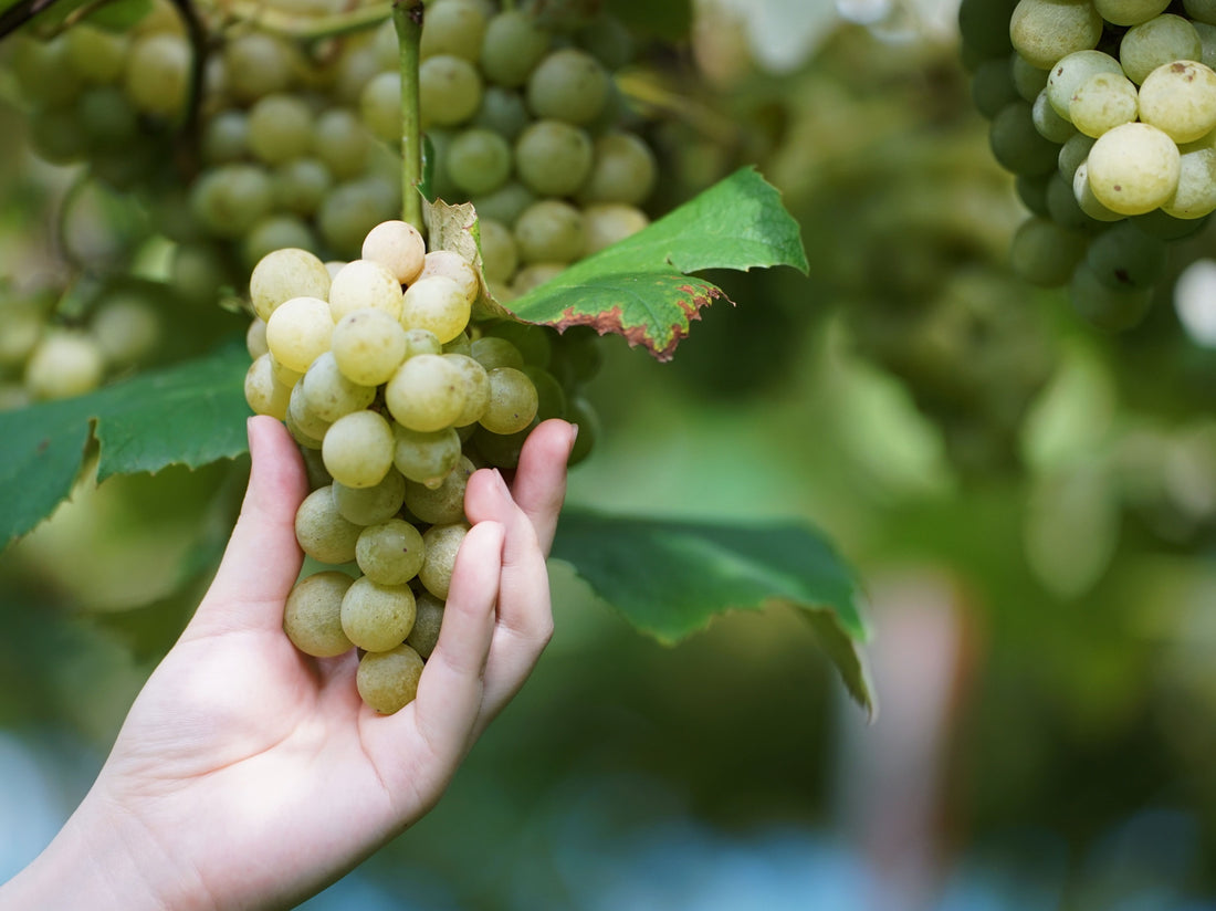 Symn -シン- ワイン – Symn wine -シン-